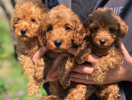 Qen ne shitje | Qen.al